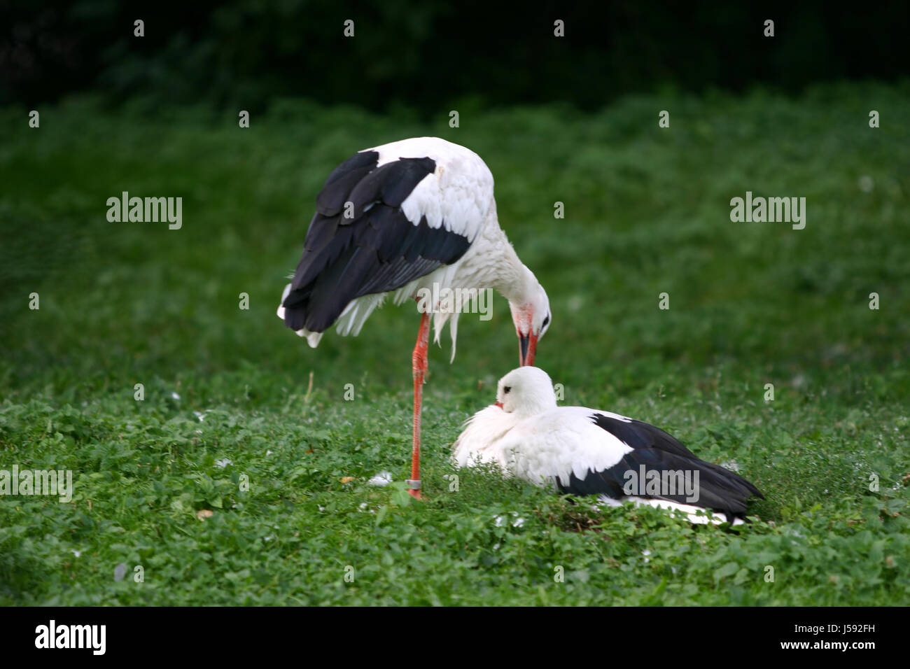 food aliment animal bird birds offspring stork nest storks cub baby ...