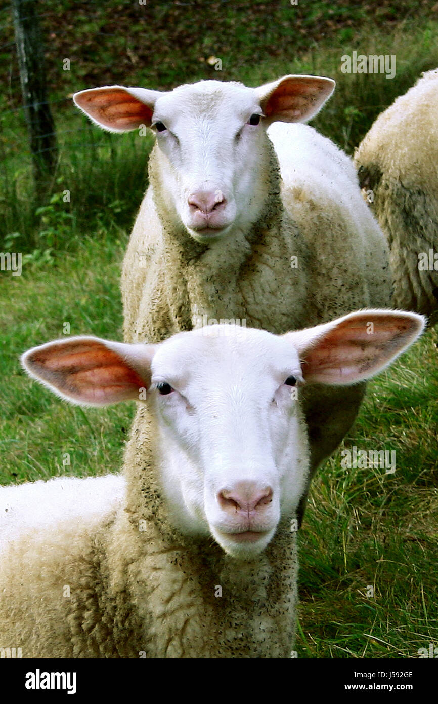 animal green animals look glancing see view looking peeking looking at ...