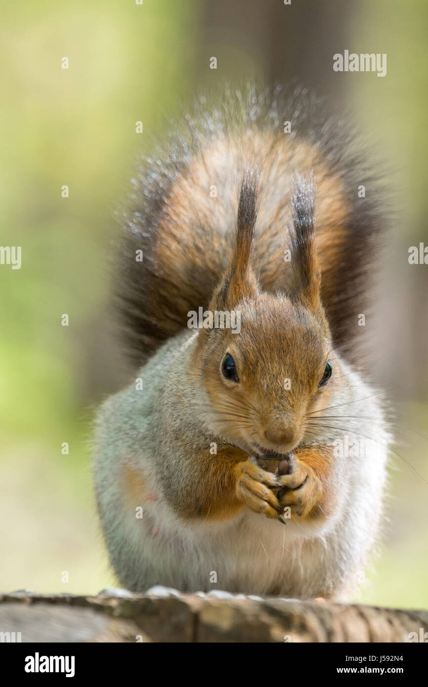 the photograph shows a squirrel on a tree Stock Photo - Alamy