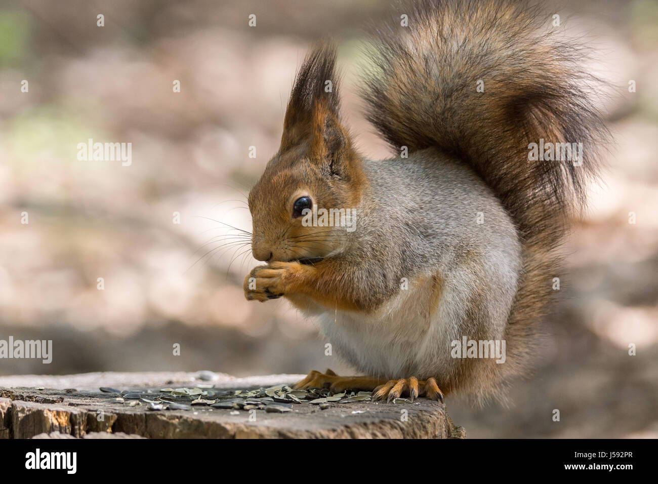 the photograph shows a squirrel on a tree Stock Photo - Alamy
