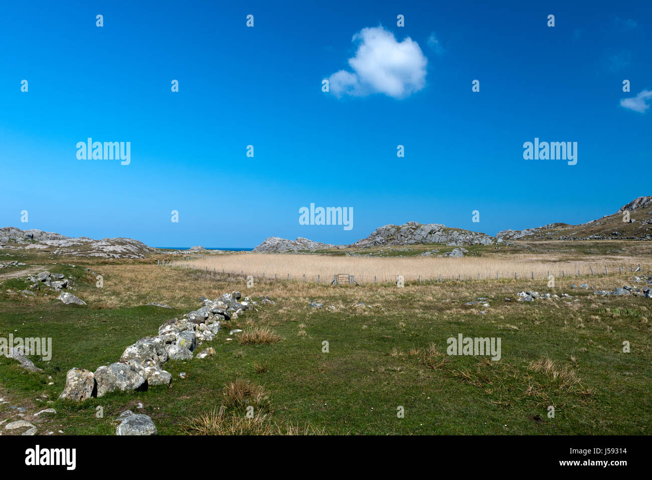 Reed beds at Ballyhaugh The Isle of Coll Scotland Stock Photo - Alamy