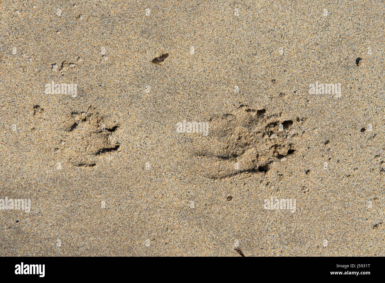 Otter tracks hi-res stock photography and images - Alamy