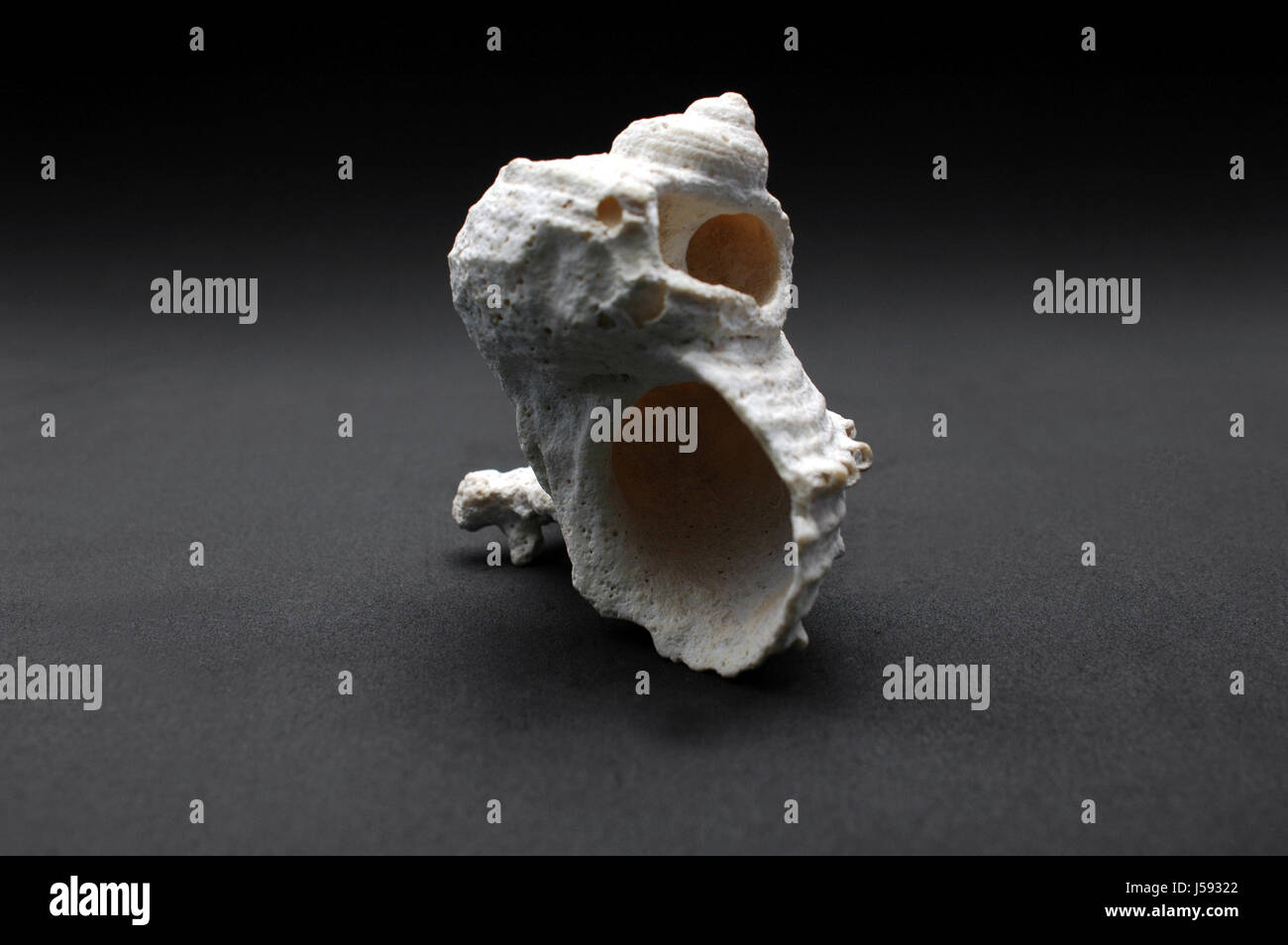 Muschelarten hi-res stock photography and images - Alamy