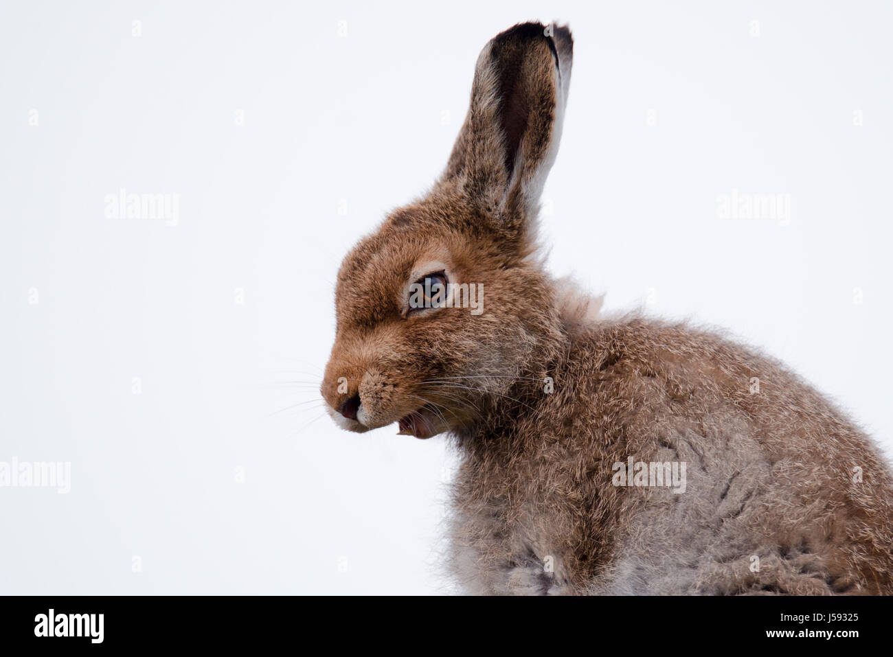 Findhorn valley hare hi-res stock photography and images - Alamy
