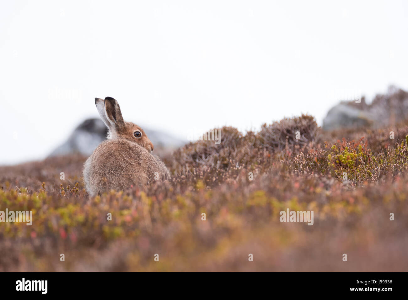 Mountain hares highland hi-res stock photography and images - Alamy