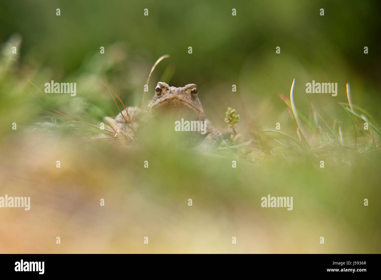 Common Toad (Bufo bufo Stock Photo - Alamy