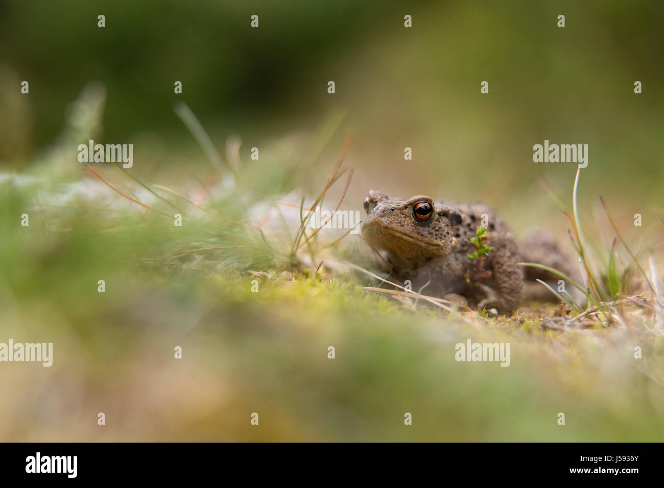 Common Toad (Bufo bufo Stock Photo - Alamy