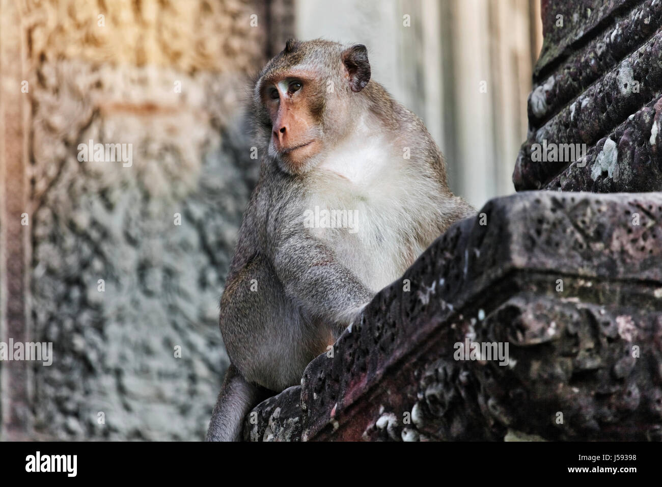 Monkey portrait in angkor wat temple Stock Photo - Alamy