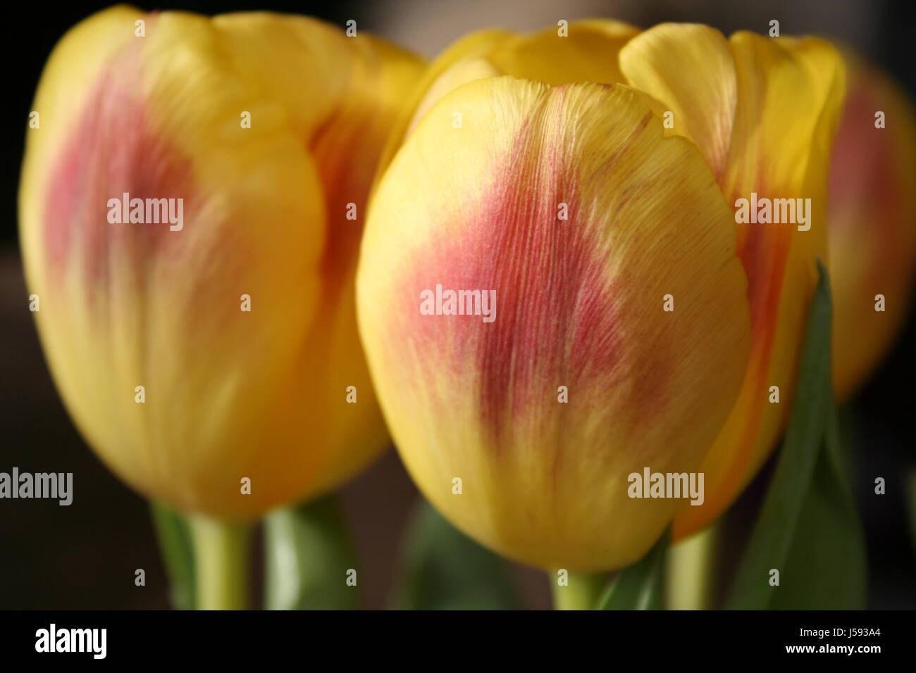 leaf plant flower green bloom blossom flourish flourishing flowers ...