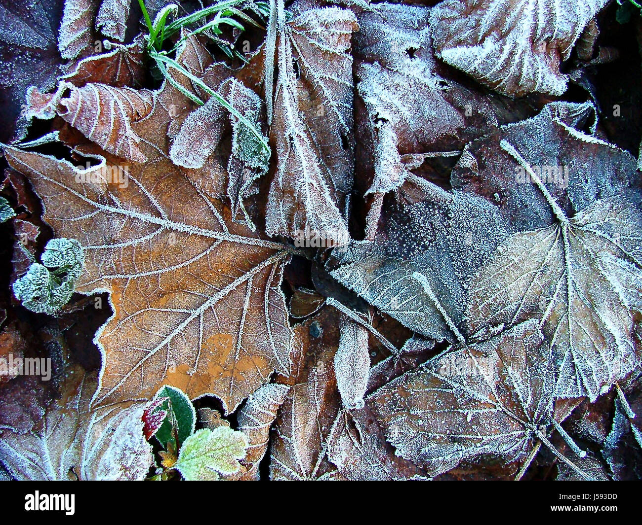 winter cold leaves play of colours ripe ice frozen hoarfrost freeze ...