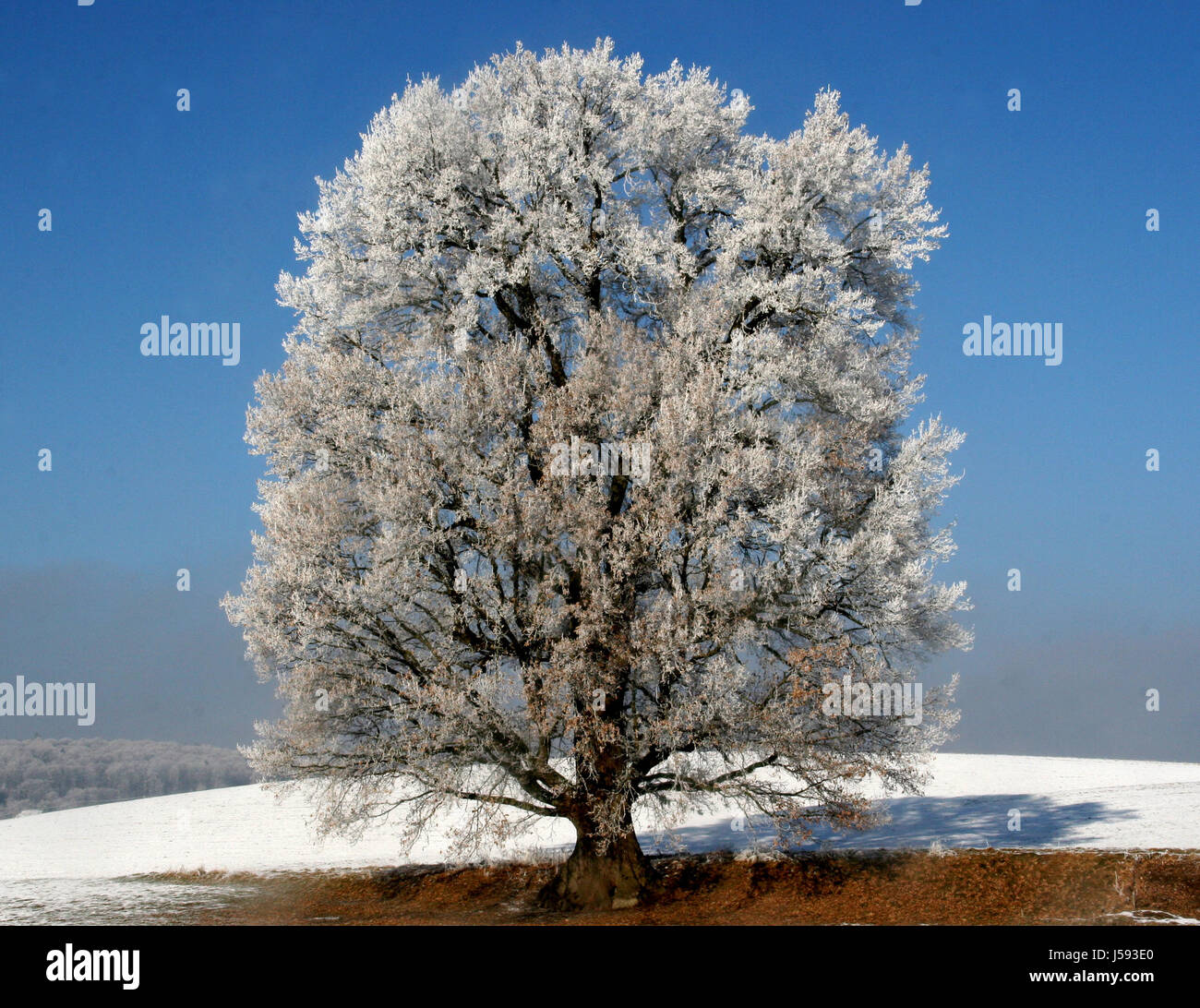 hundreds of years old Stock Photo - Alamy