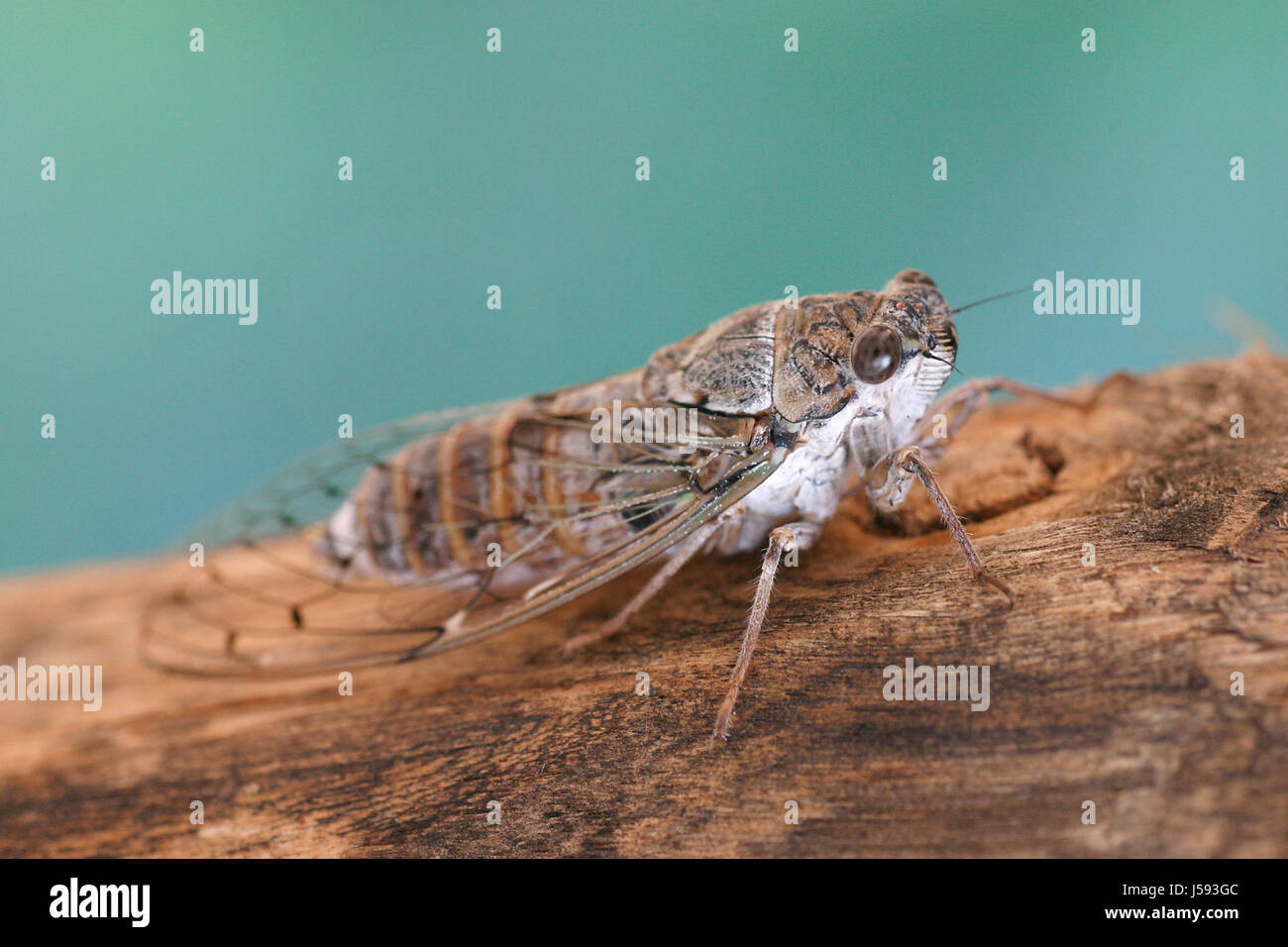 Crete cicada hi-res stock photography and images - Alamy