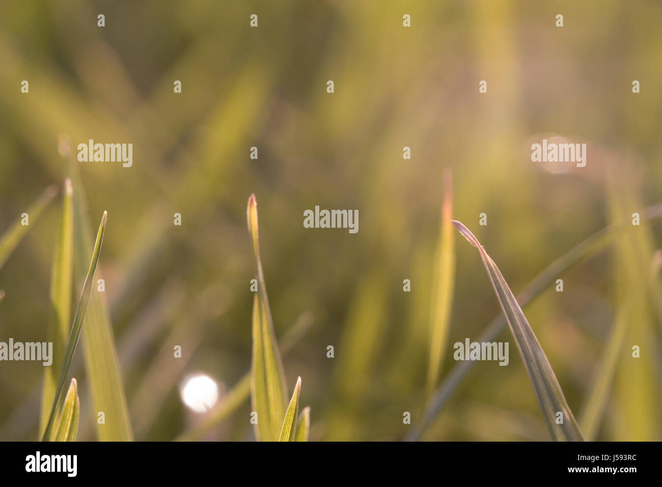 Blades of Grass, Macro Photography Stock Photo - Alamy