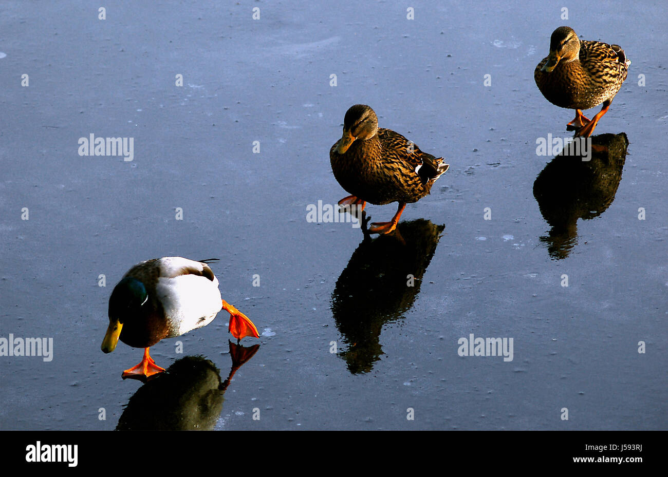 cold hike go hiking ramble diagonal ice feet frozen ducks duck three ...