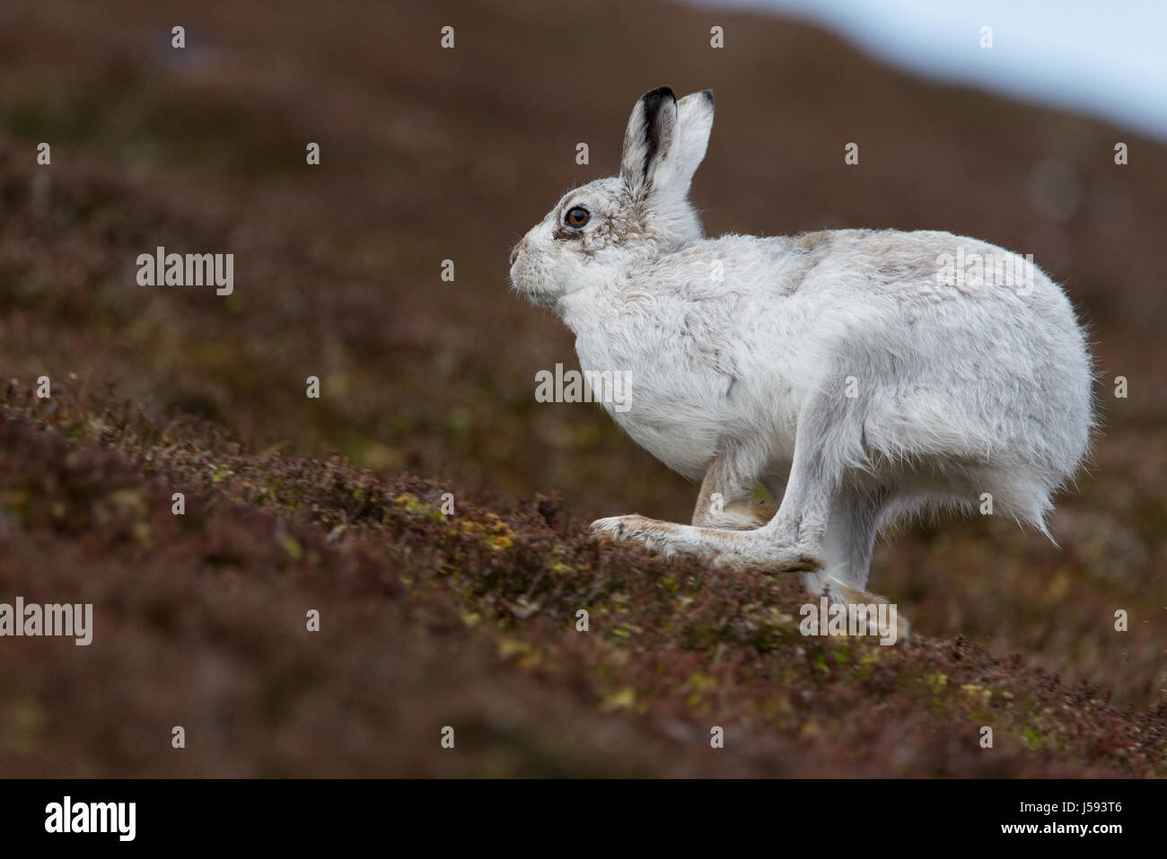 Hare running hi-res stock photography and images - Alamy