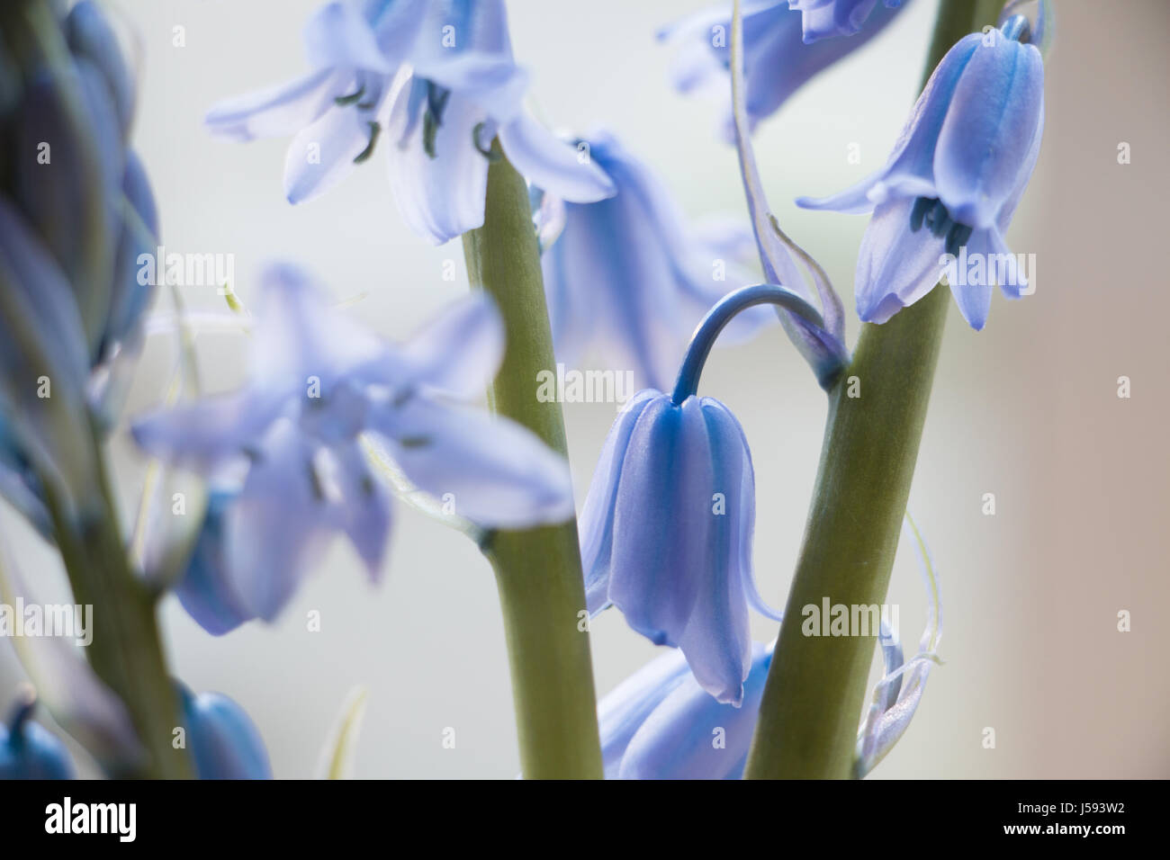 English springtime hi-res stock photography and images - Alamy
