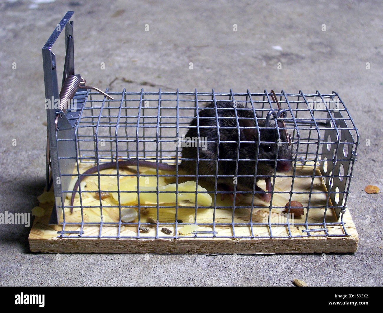 rodent mouse varmints cage gnawers varmint cases trap mousetrap vermin ...