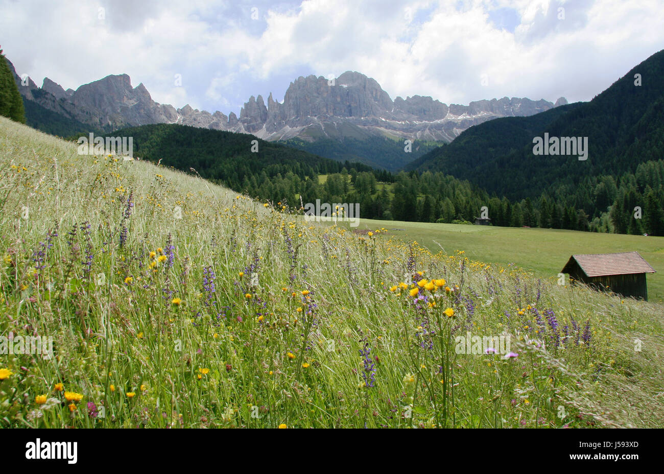 mountains dolomites south tyrol flower flowers plant spring meadows ...