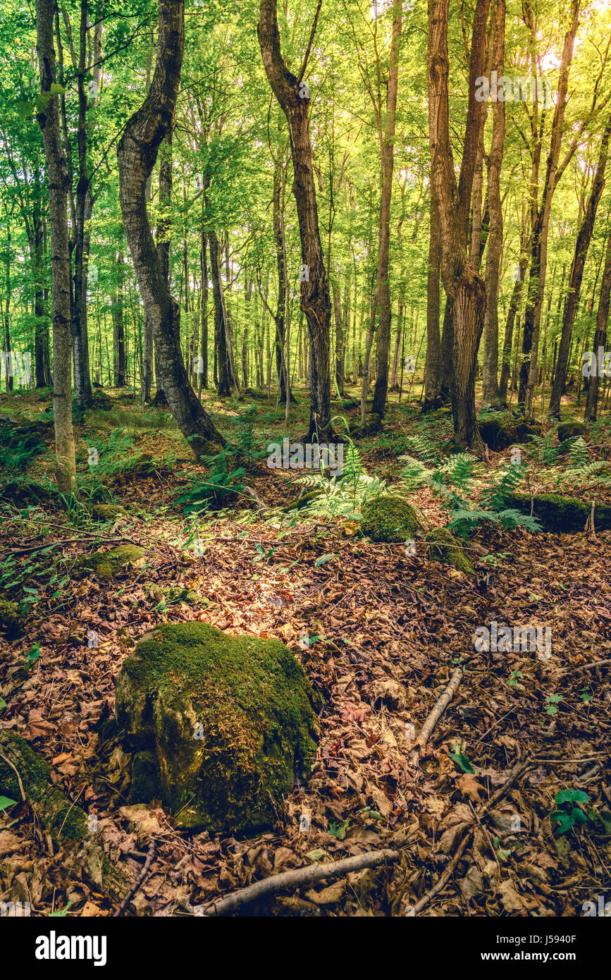 Beautiful forest scene in Pictured Rocks National Lakeshore in Michigan ...