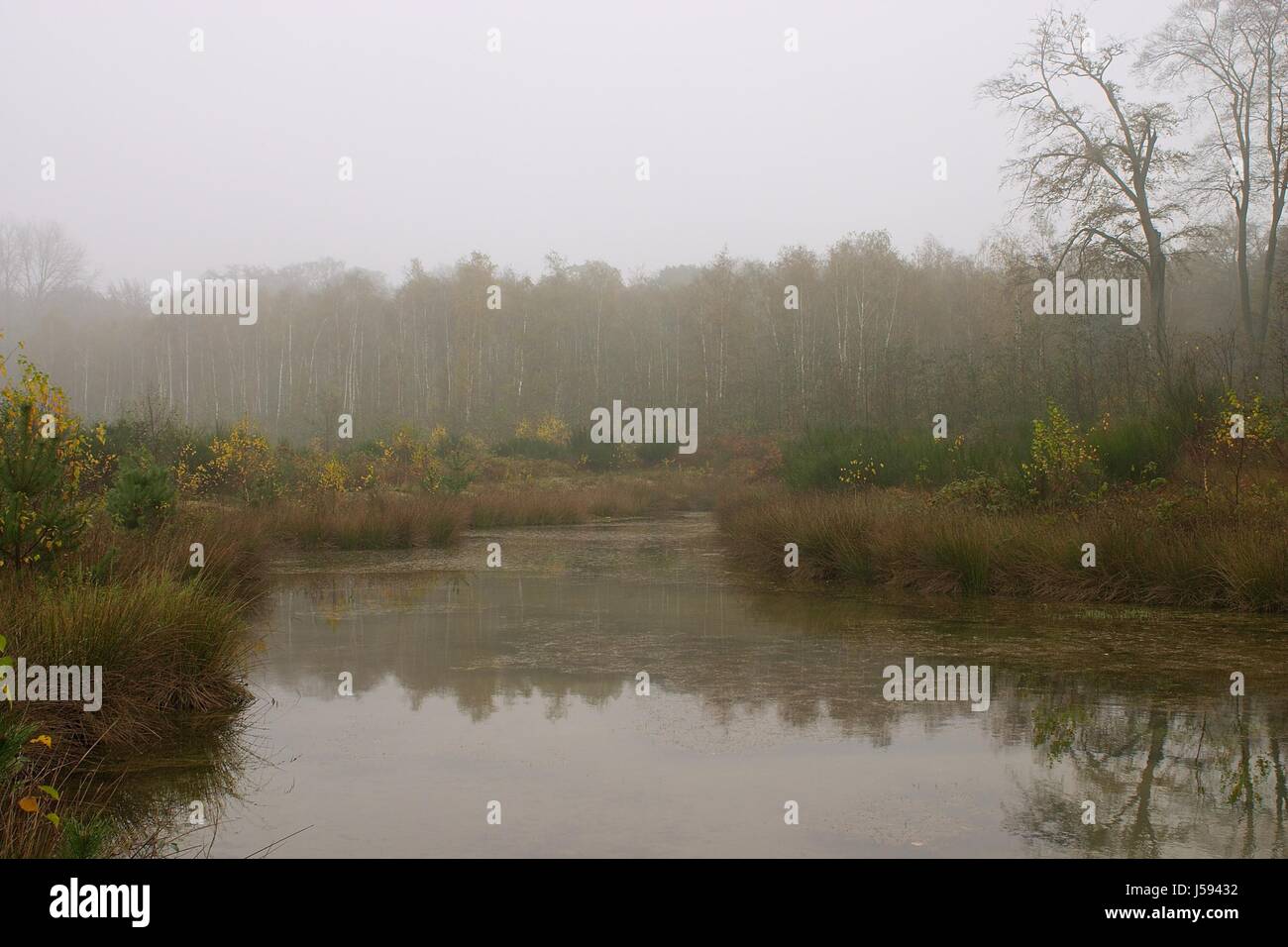 pond in the fog Stock Photo - Alamy