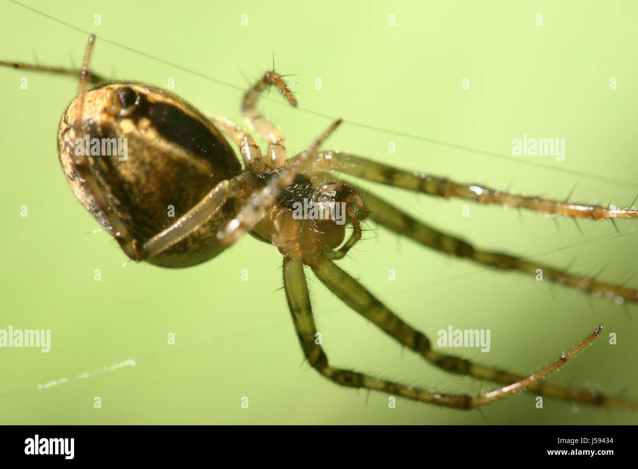 at net hanging spider Stock Photo - Alamy