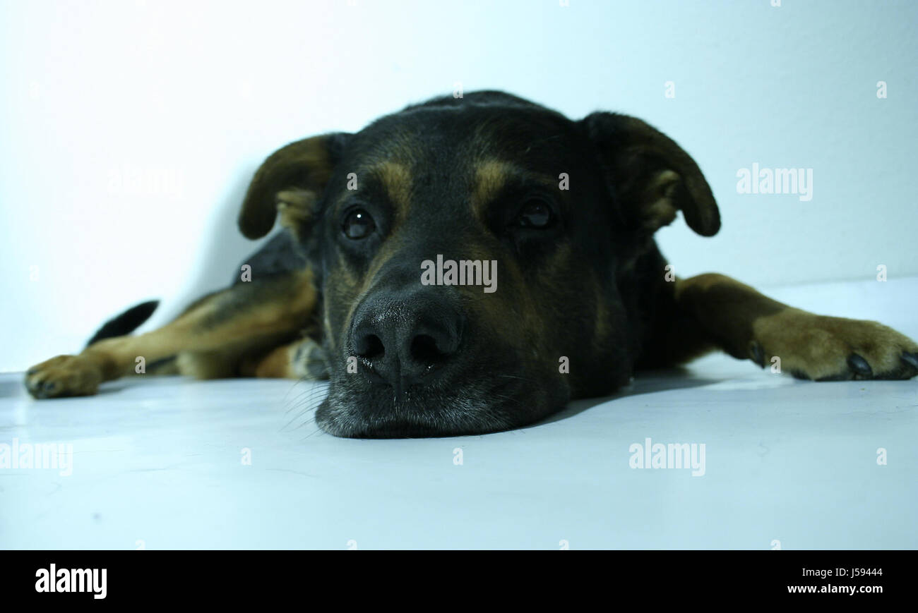 who let the dog out Stock Photo - Alamy