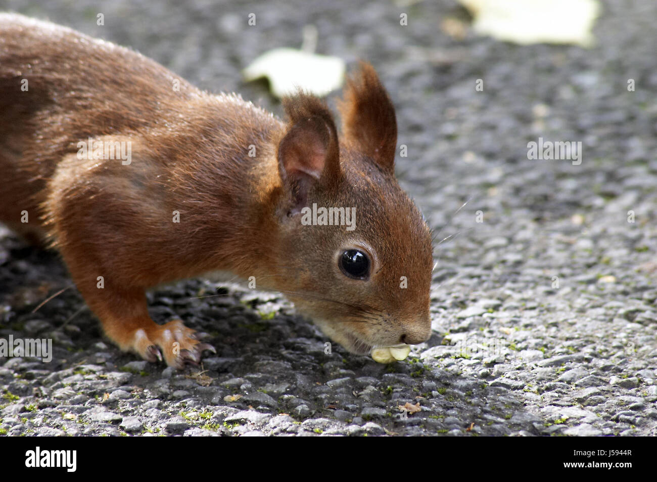 Schnappi hi-res stock photography and images - Alamy