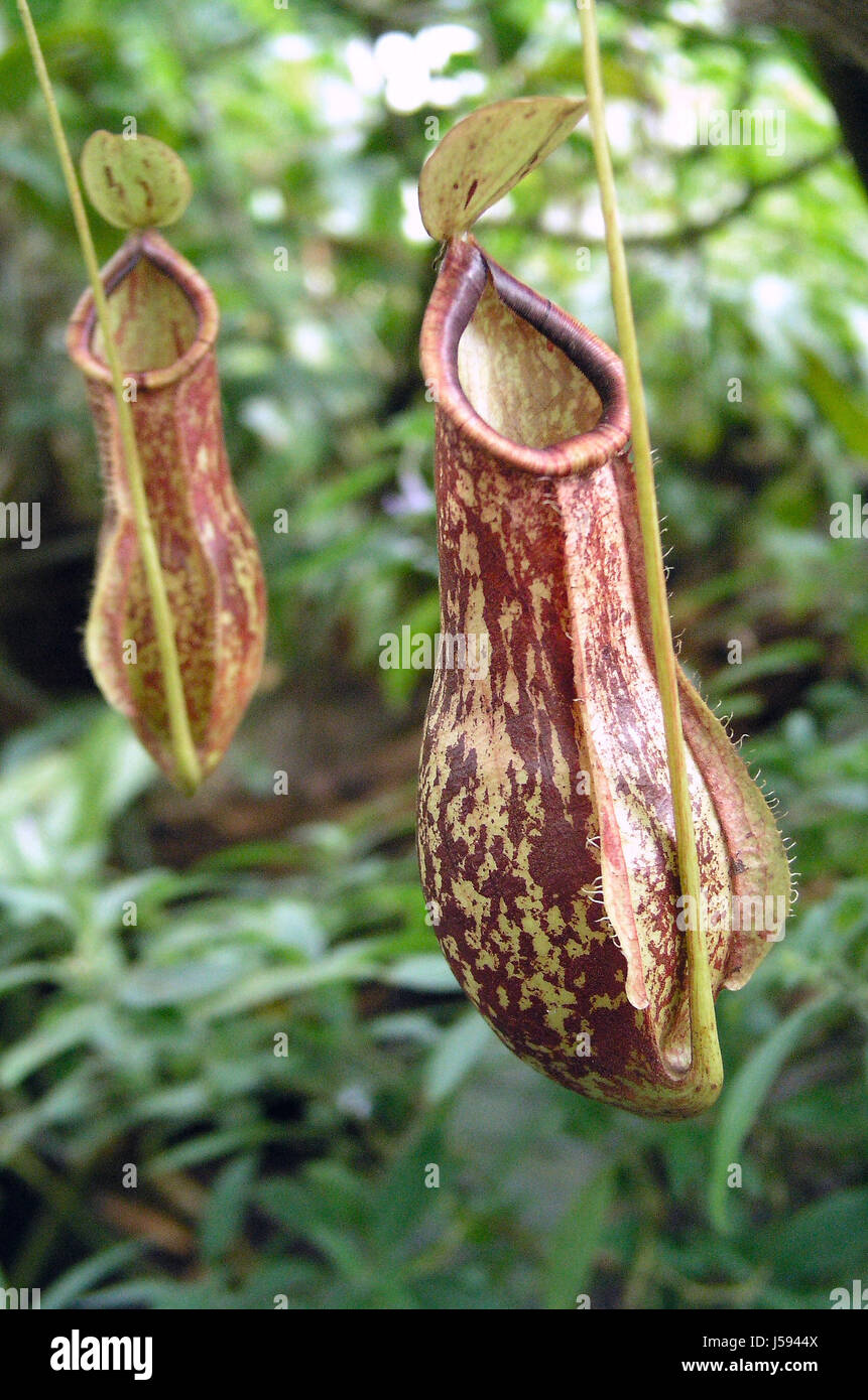 Cephalotus hi-res stock photography and images - Alamy