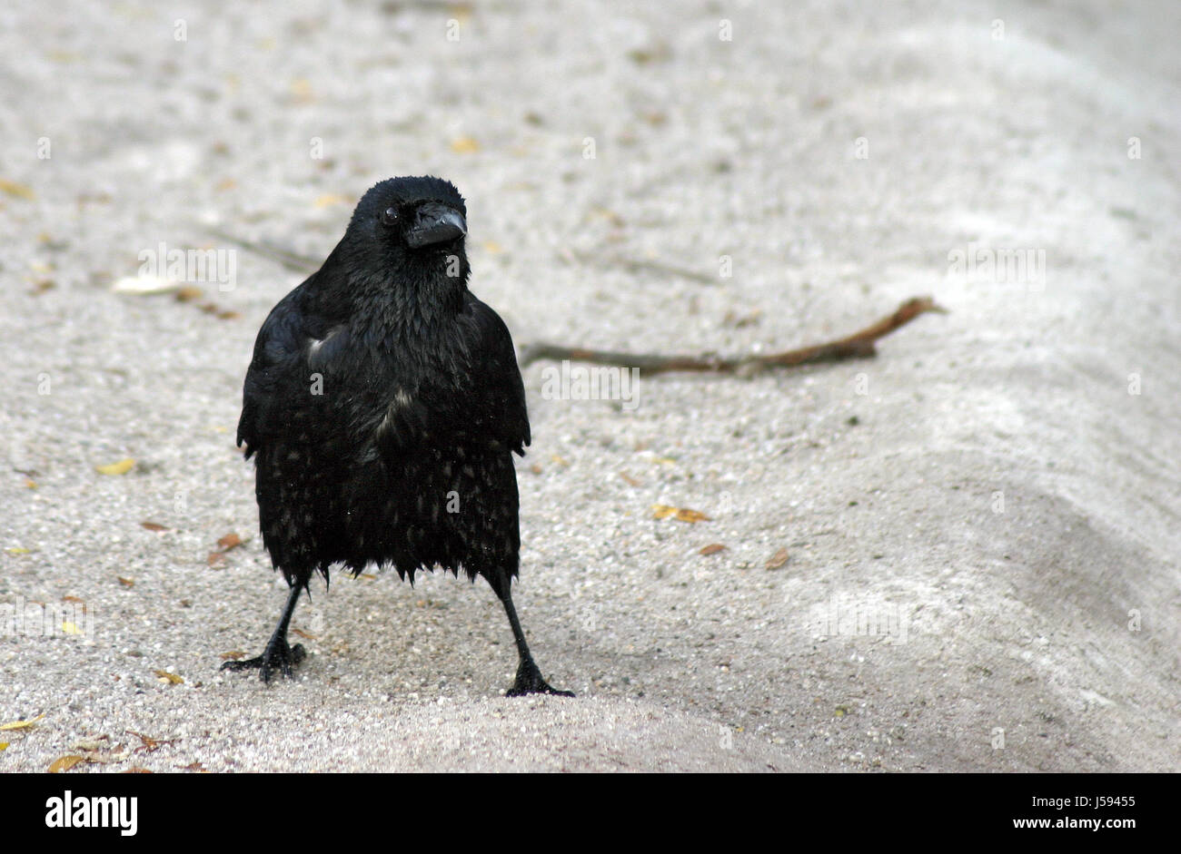 drowned rat - hmm rabe Stock Photo - Alamy