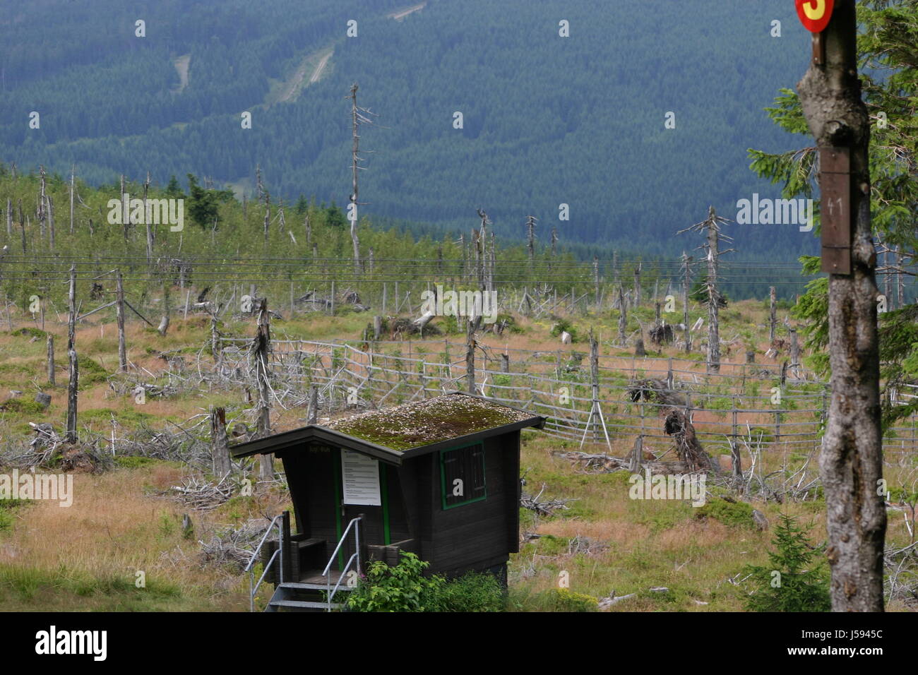 environment enviroment tree trees wood equilibrium destruction scenery ...