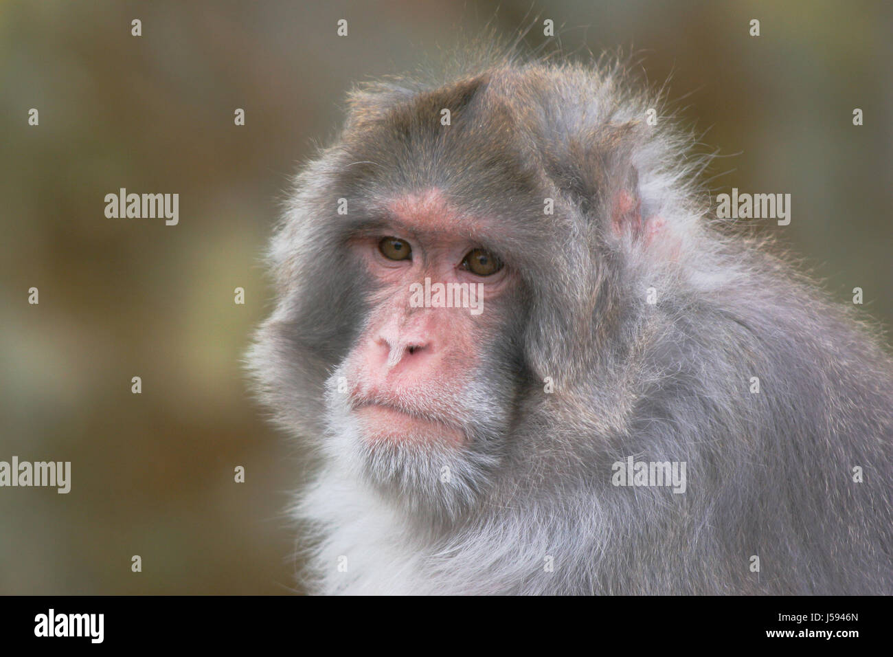 Silly animals hi-res stock photography and images - Alamy