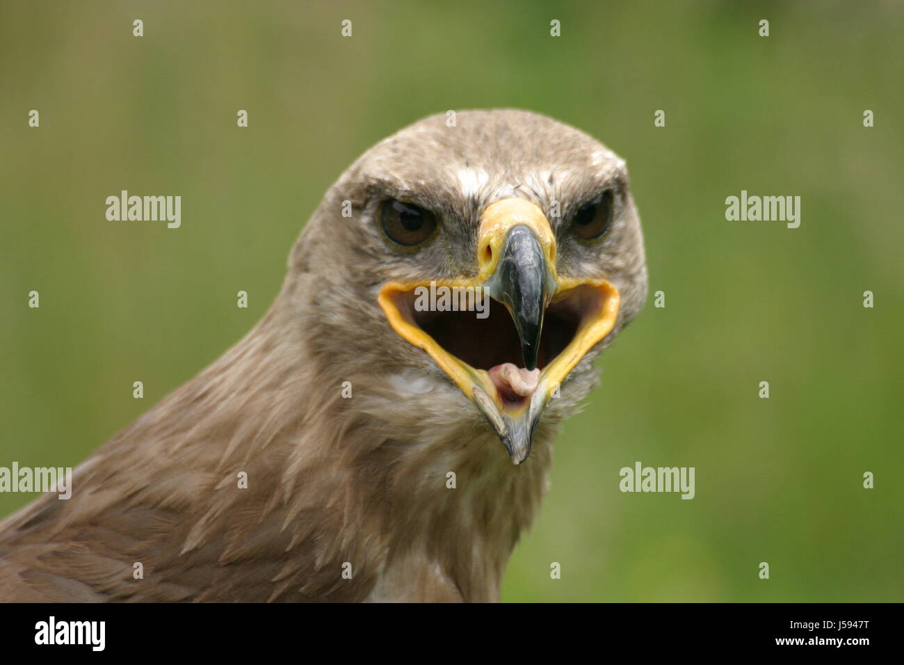 bird birds raptor eagle that emperor king steppenadler aquila ...
