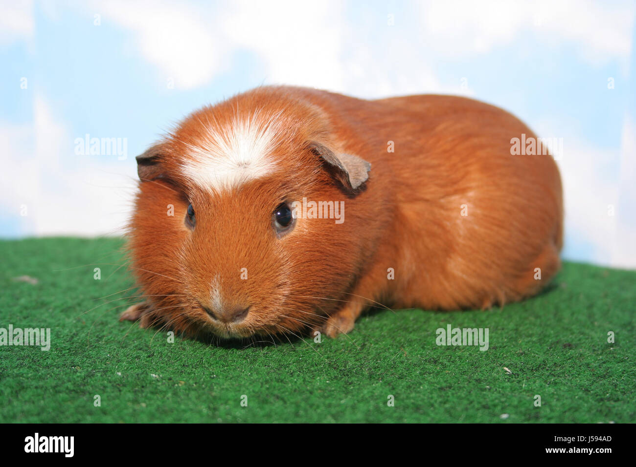 blue animal pet mammal green rodent devoted skin crown moustache guinea ...