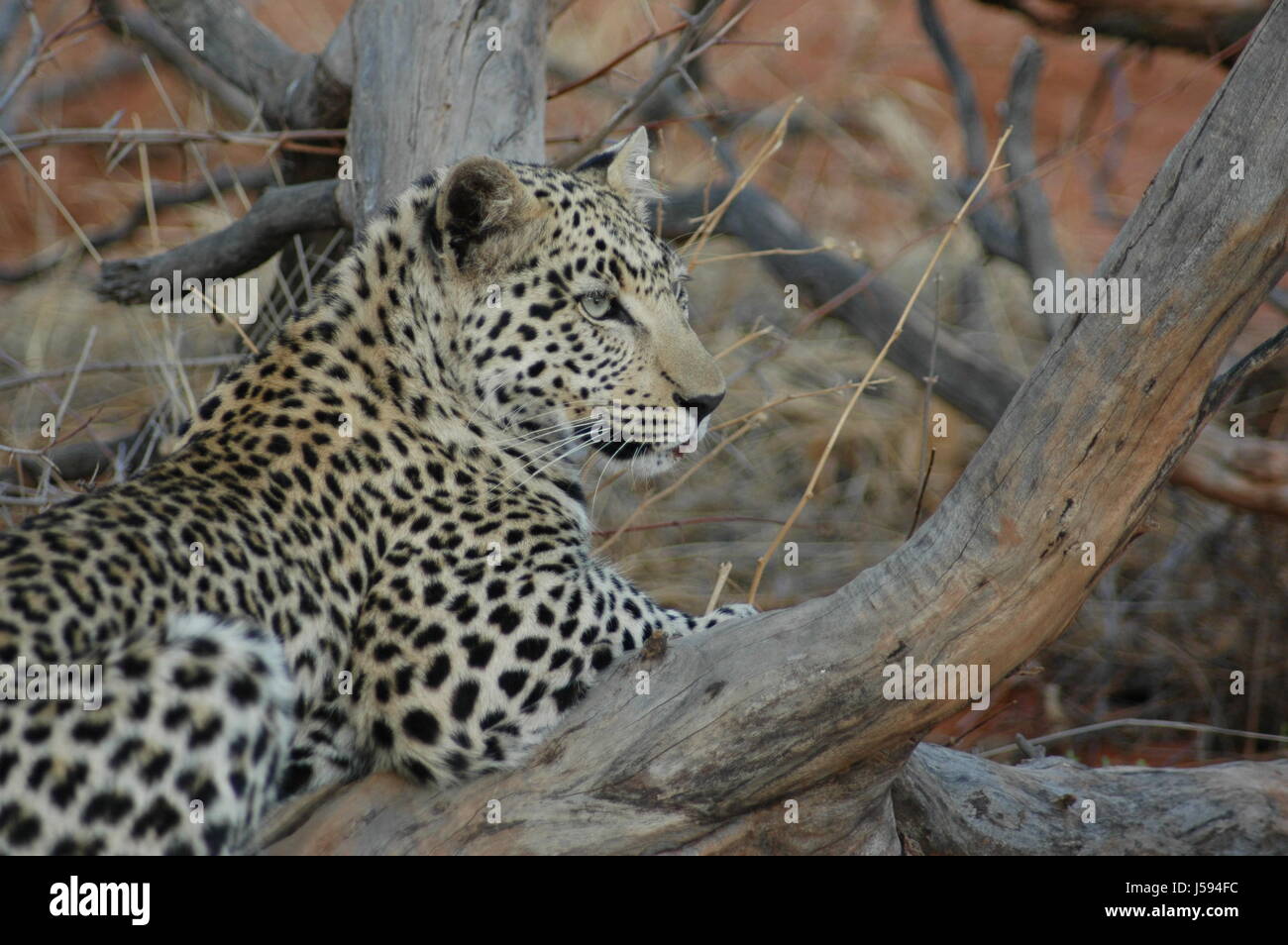 africa namibia mammals tours cat big cat feline predator leopard ...