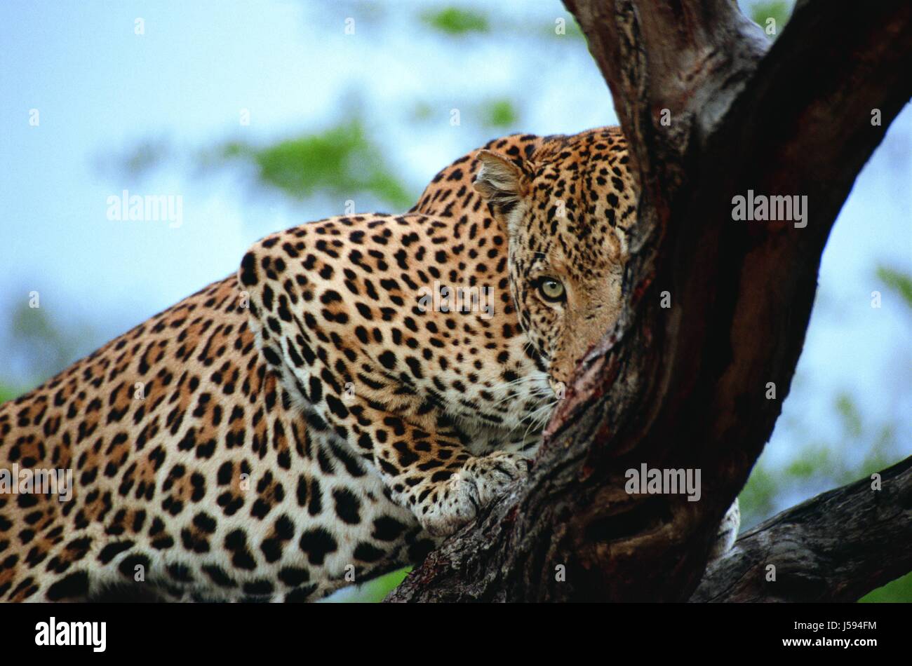 animal mammal animals lion cat big cat feline predator portrait tiger ...
