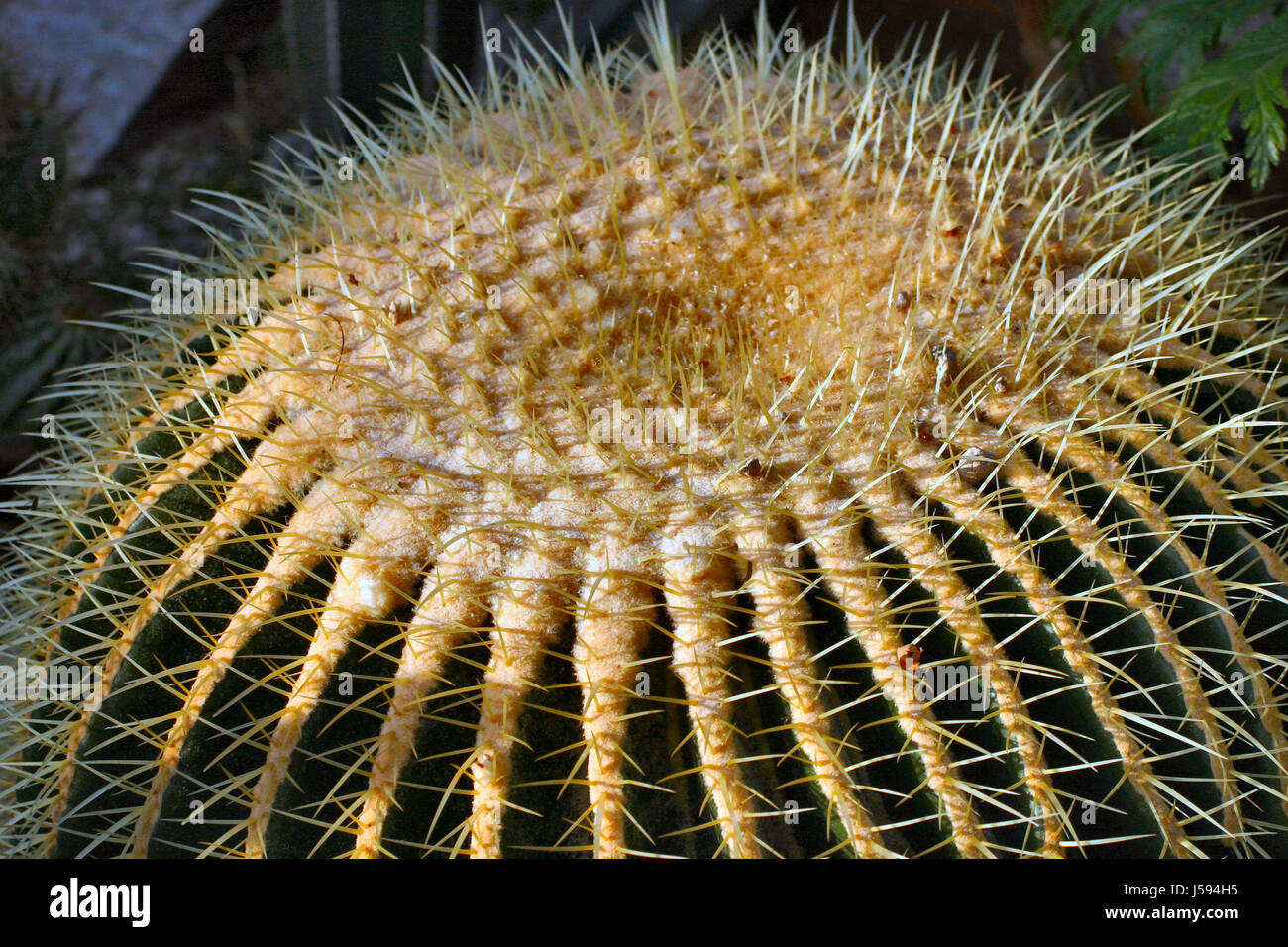 Cactus crusonii hi-res stock photography and images - Alamy