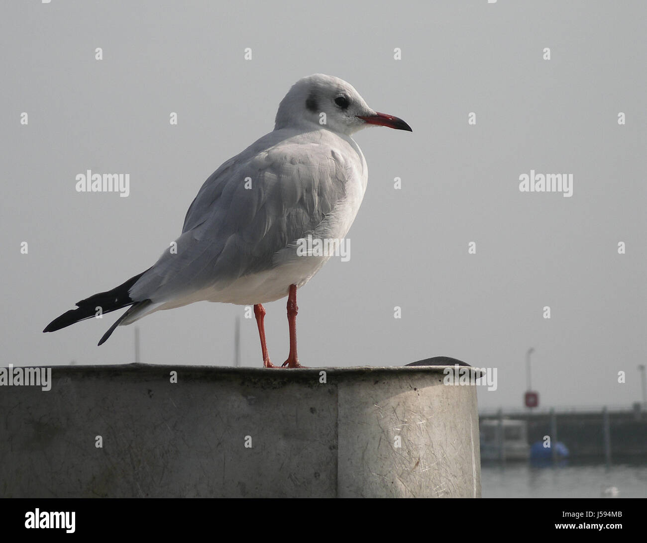 bird birds harbor lake constance beak feathering harbours beaks salt ...