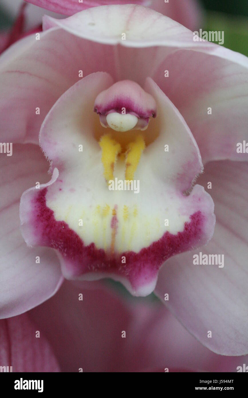 green pale bright pure white snow white flower orchid plant yellow pink ...