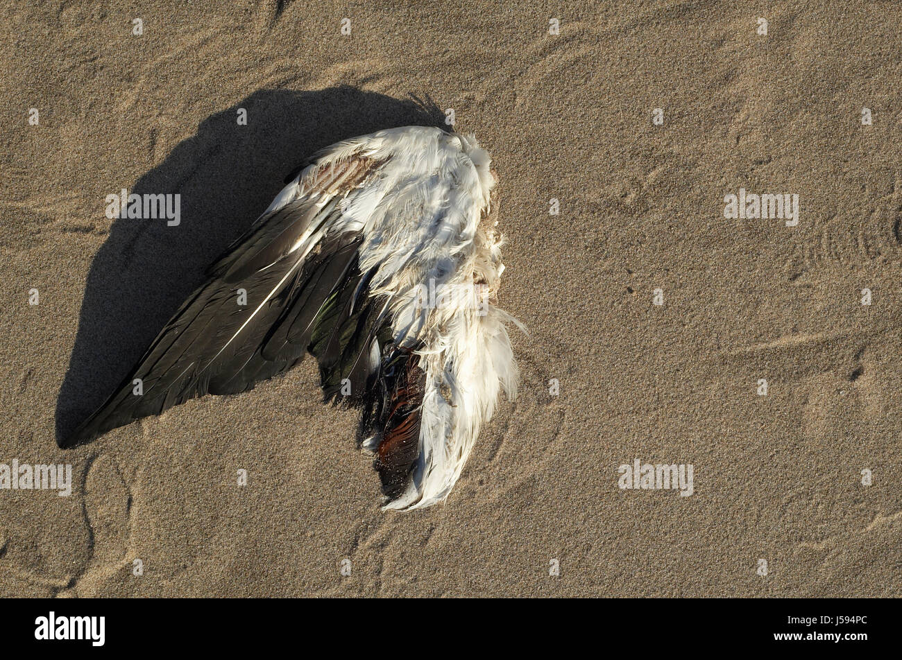 Wing half hi-res stock photography and images - Alamy