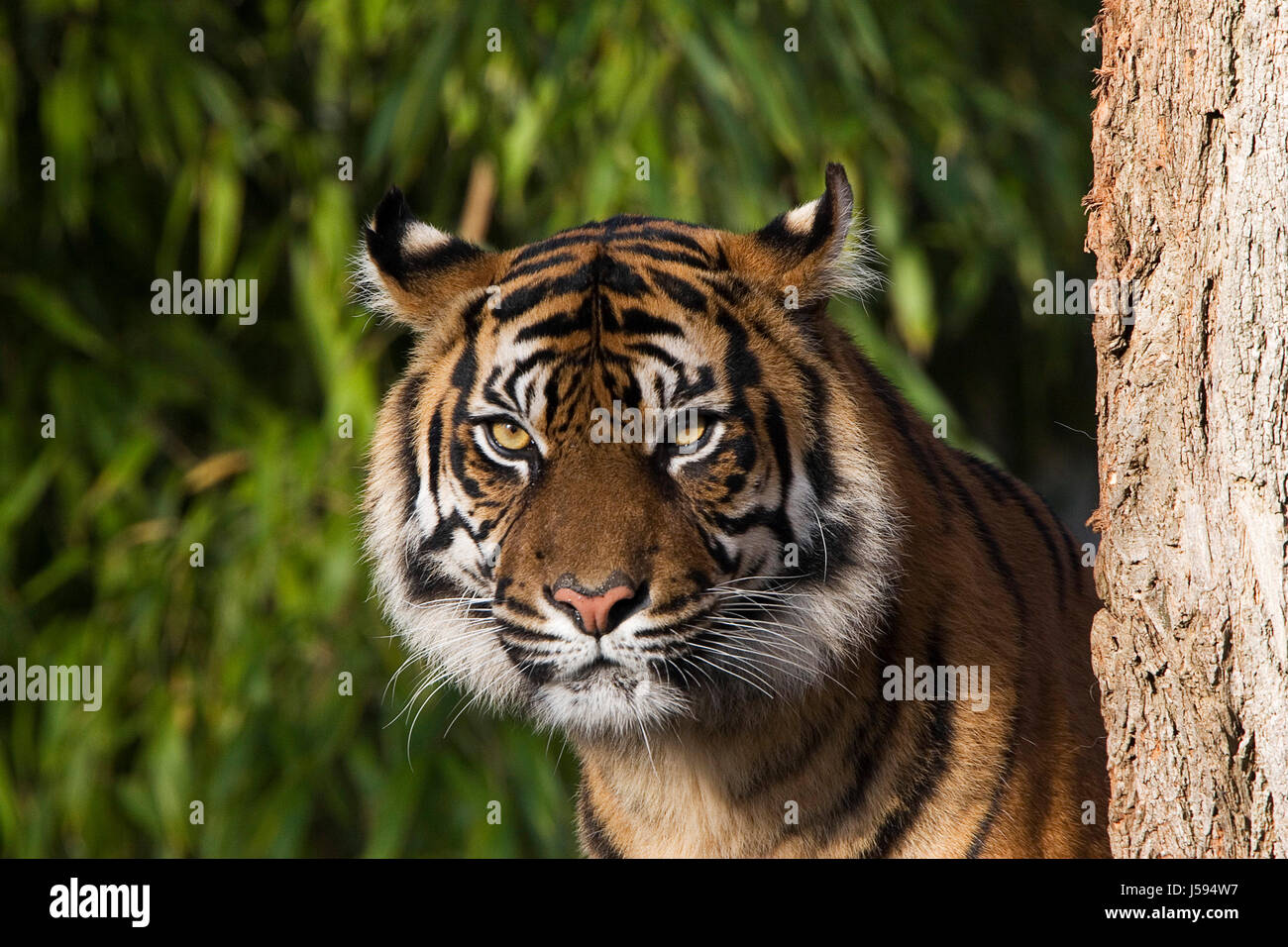 Tiger looking menacing hi-res stock photography and images - Alamy