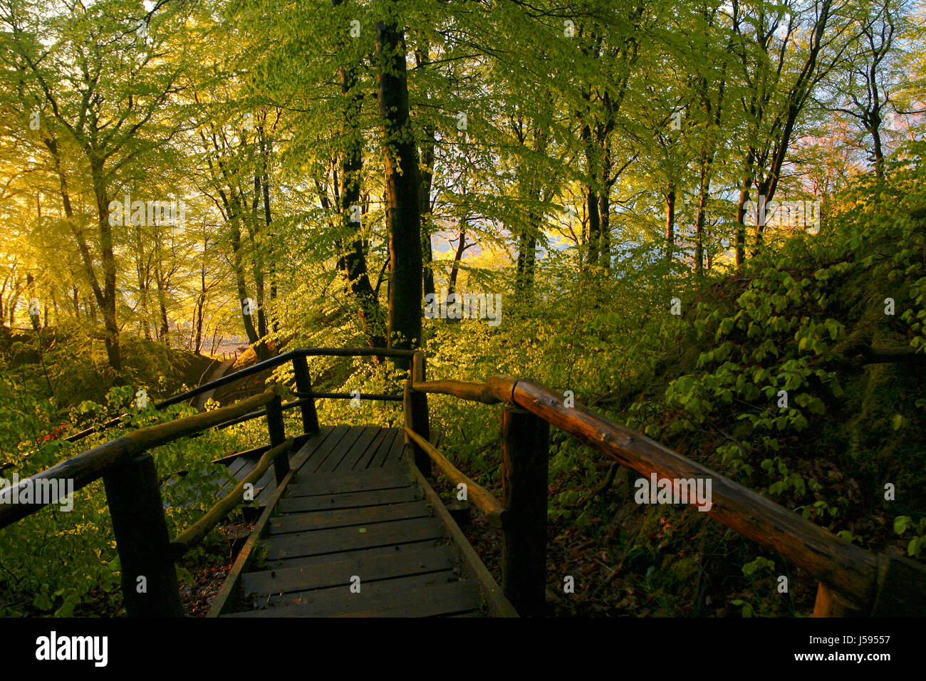 buchenwald in np jasmund Stock Photo - Alamy
