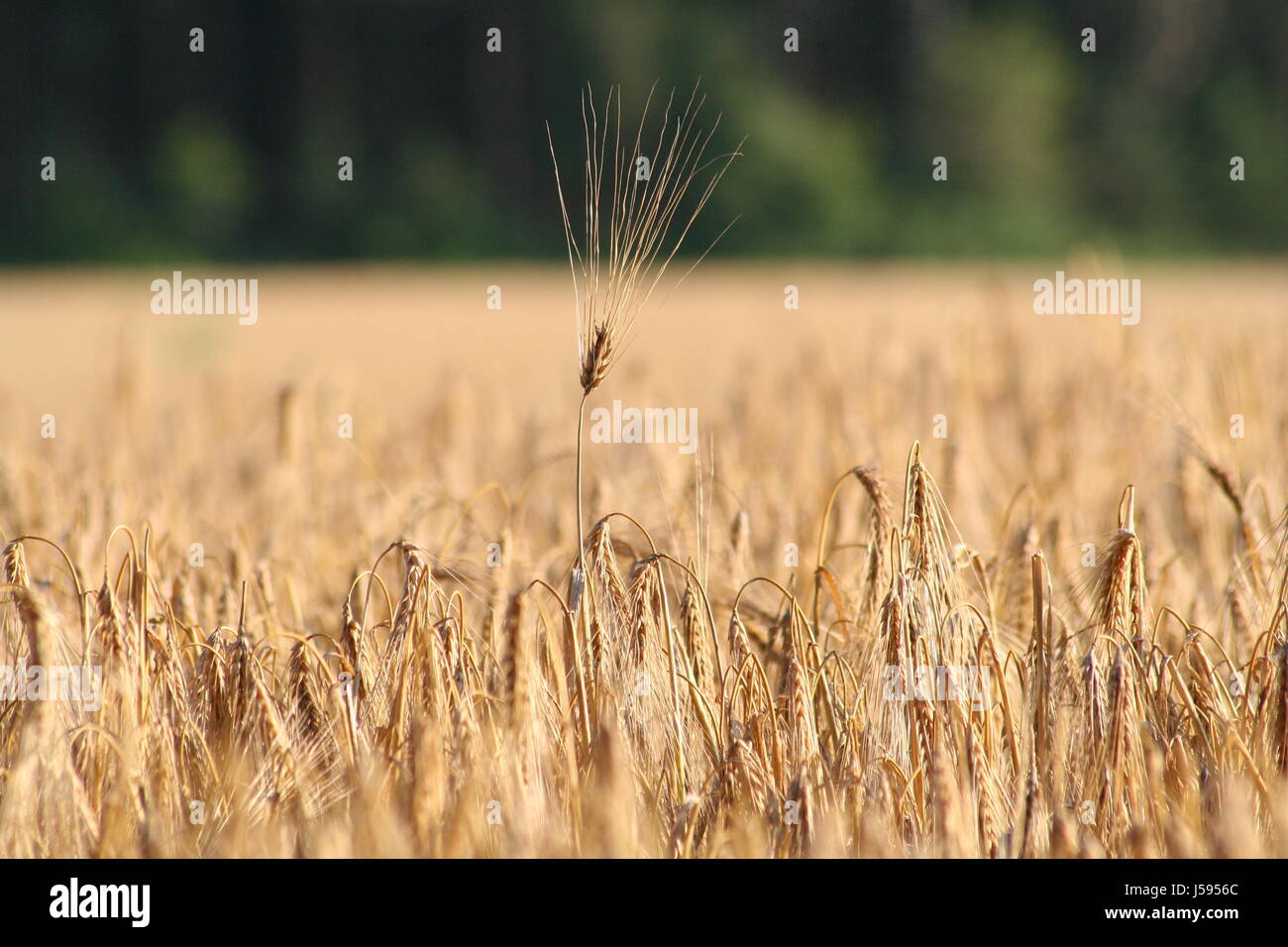 one step out of line Stock Photo - Alamy