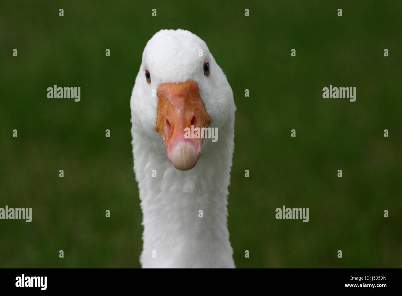 Blaue gans hi-res stock photography and images - Alamy