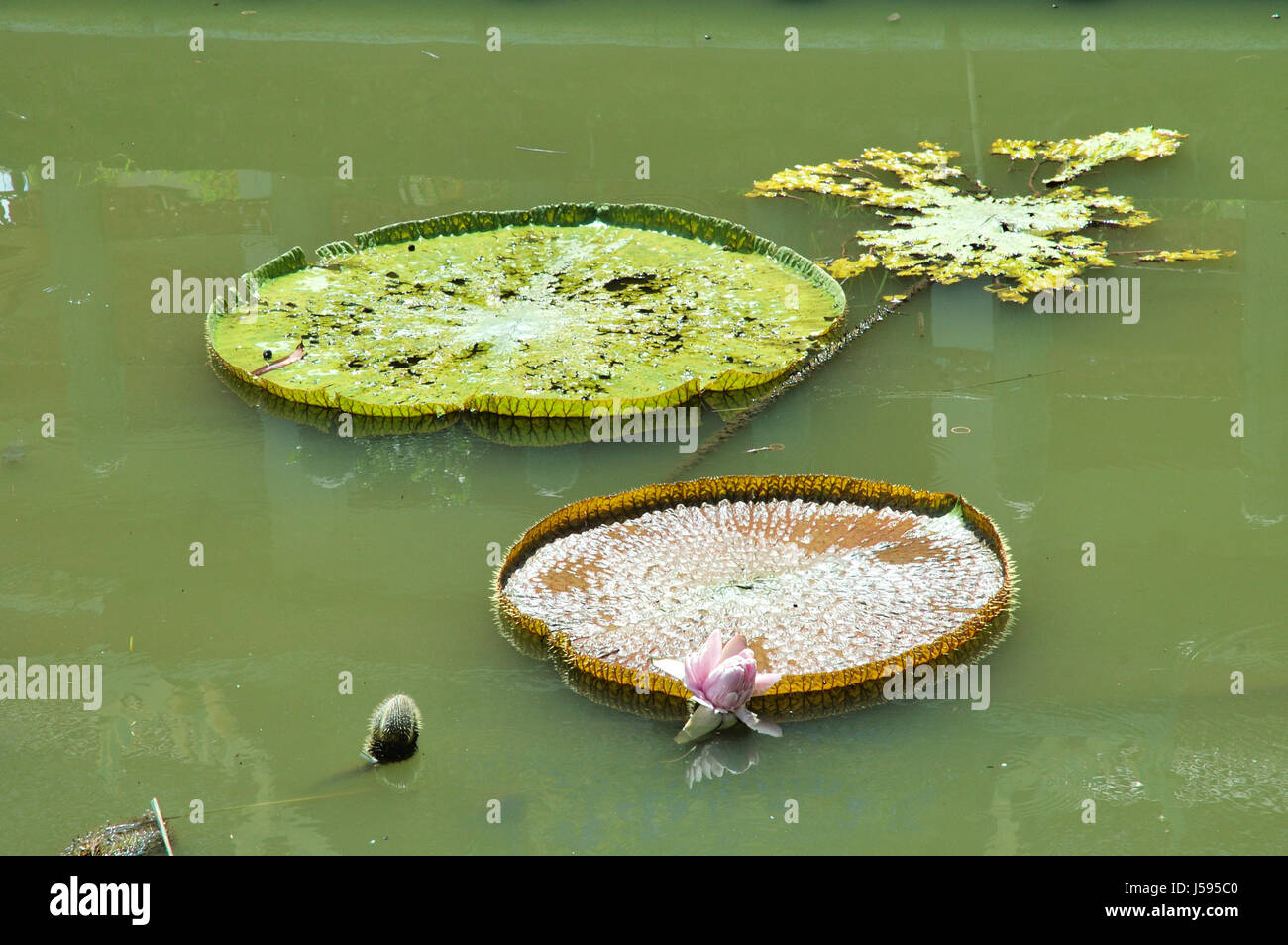 giant water lilies Stock Photo - Alamy