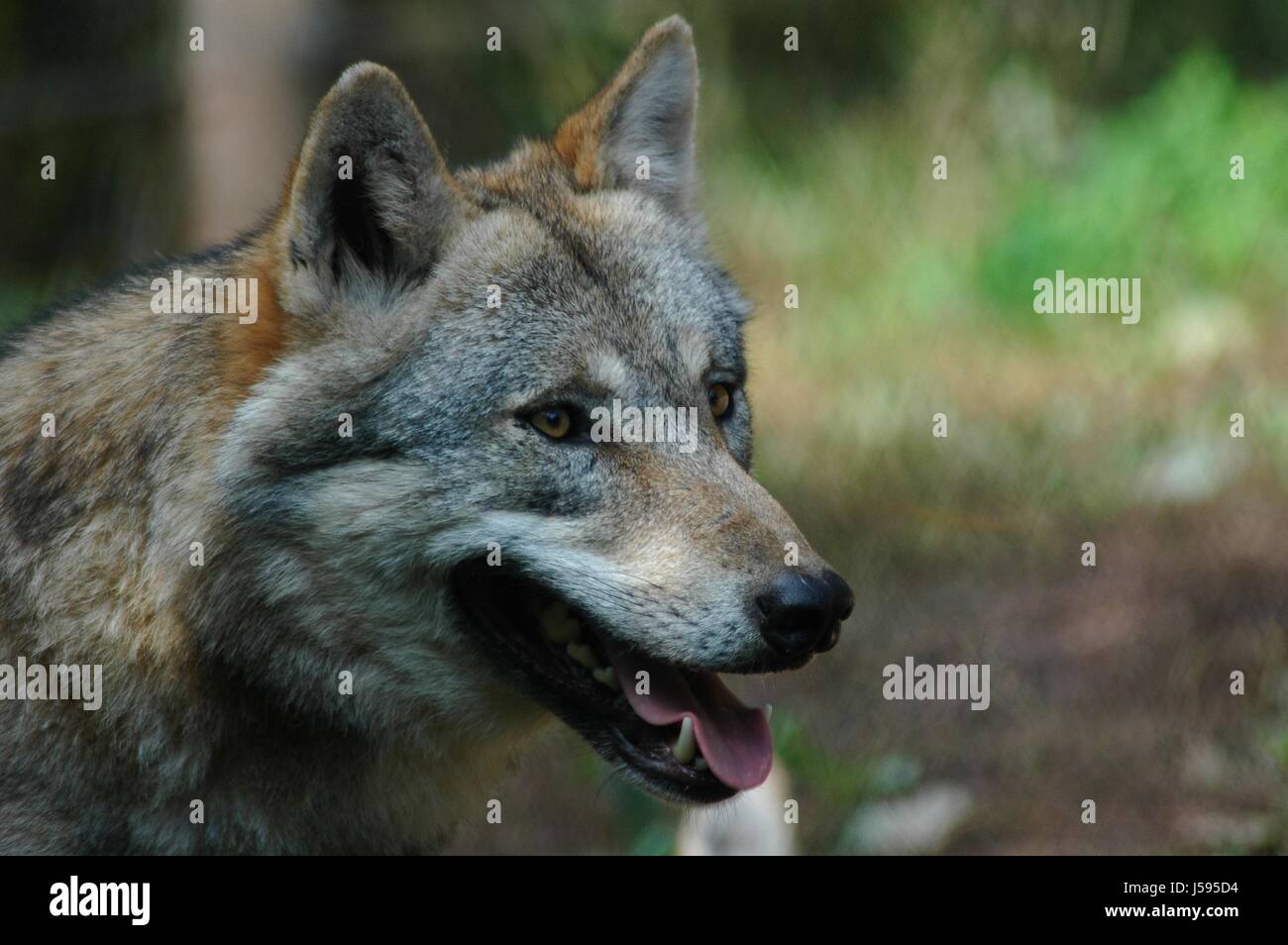 wolf (canis lupus Stock Photo - Alamy