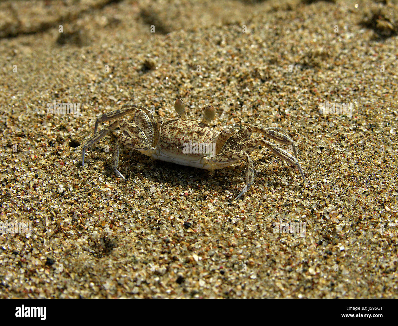 Masked crab hi-res stock photography and images - Alamy