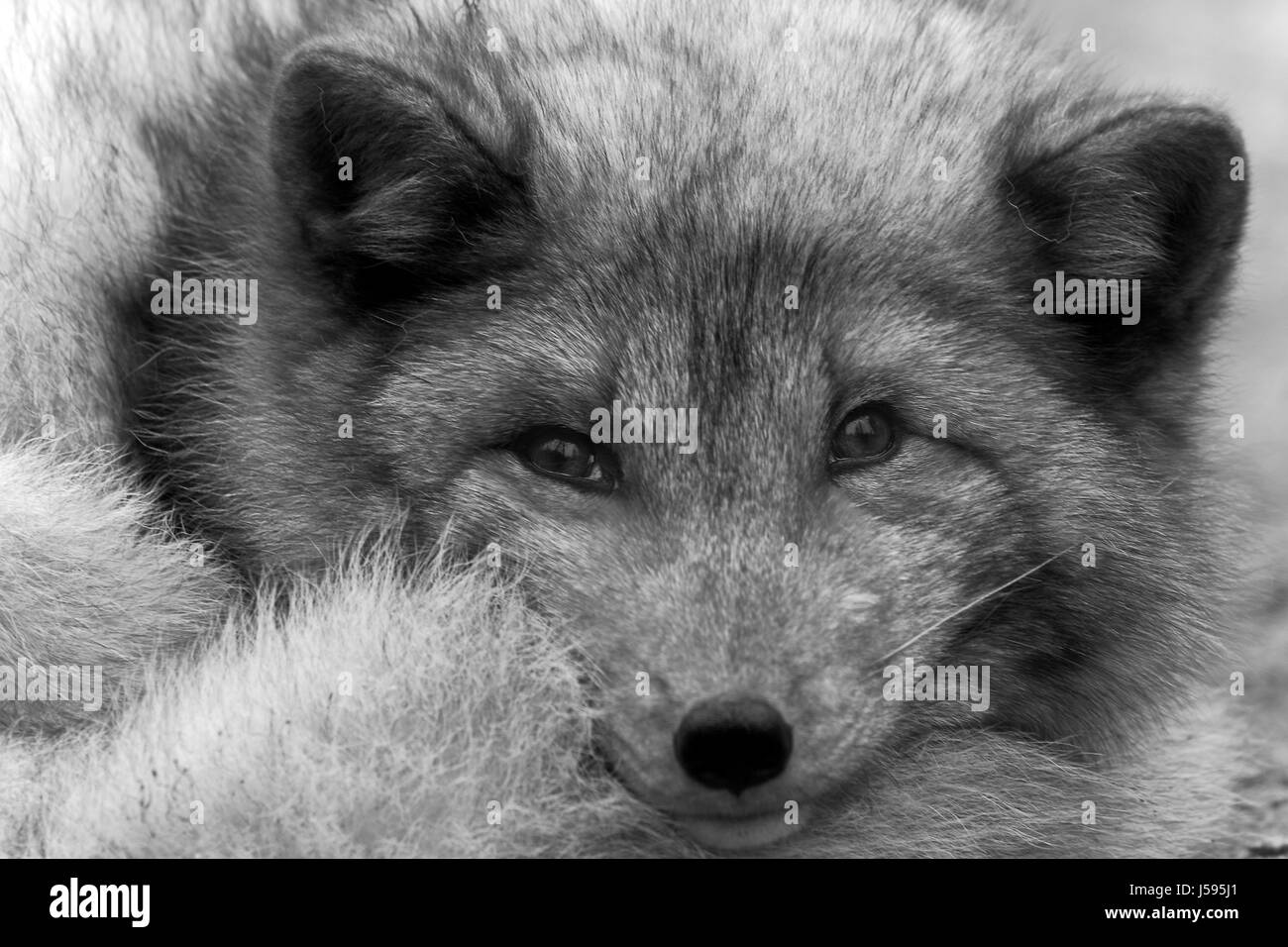 Arctic Fox Black and White Stock Photos & Images - Alamy