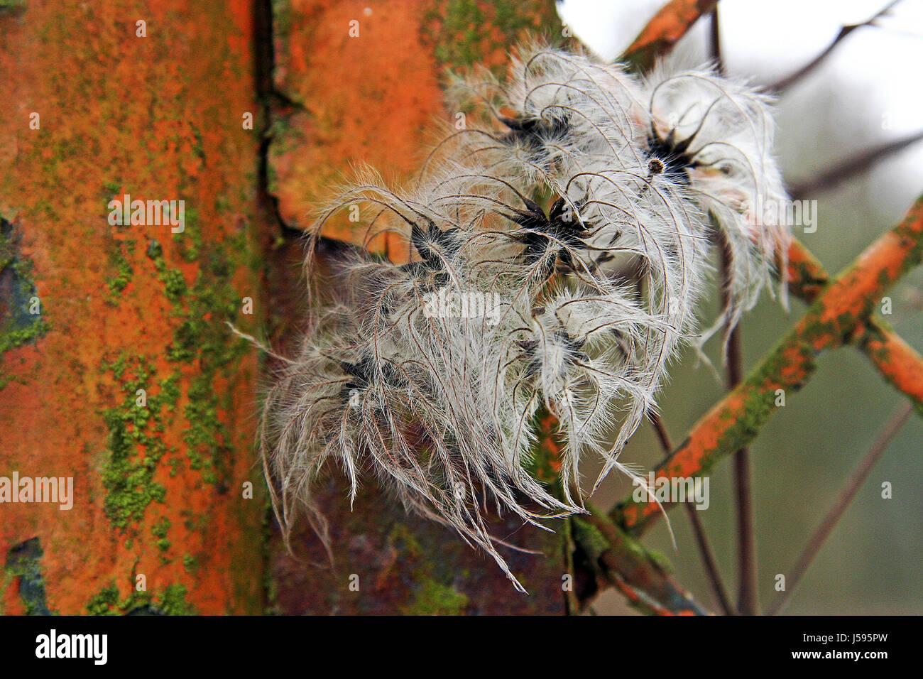 Medusa gate hi-res stock photography and images - Alamy