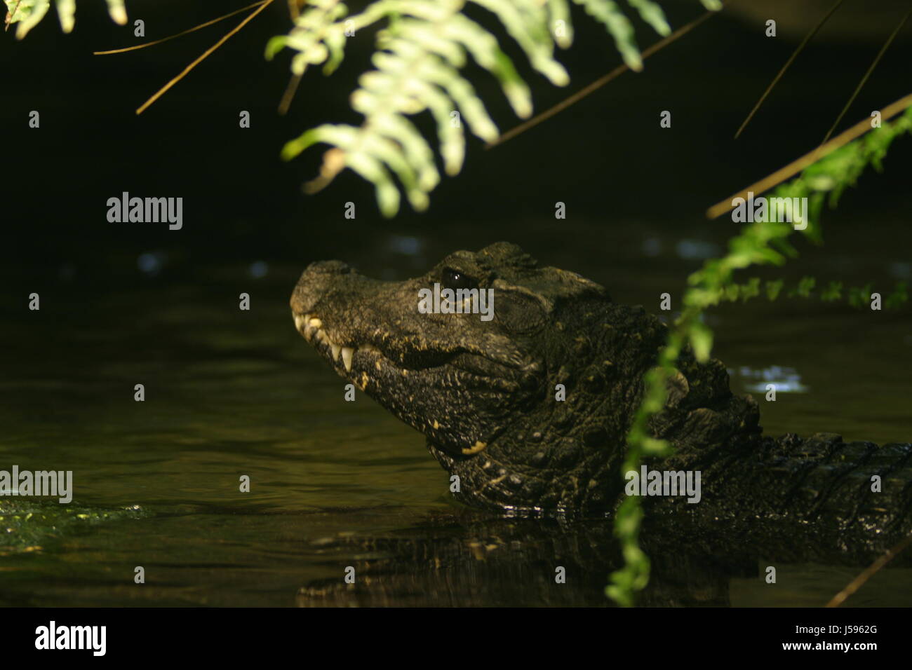 Schnappi hi-res stock photography and images - Alamy