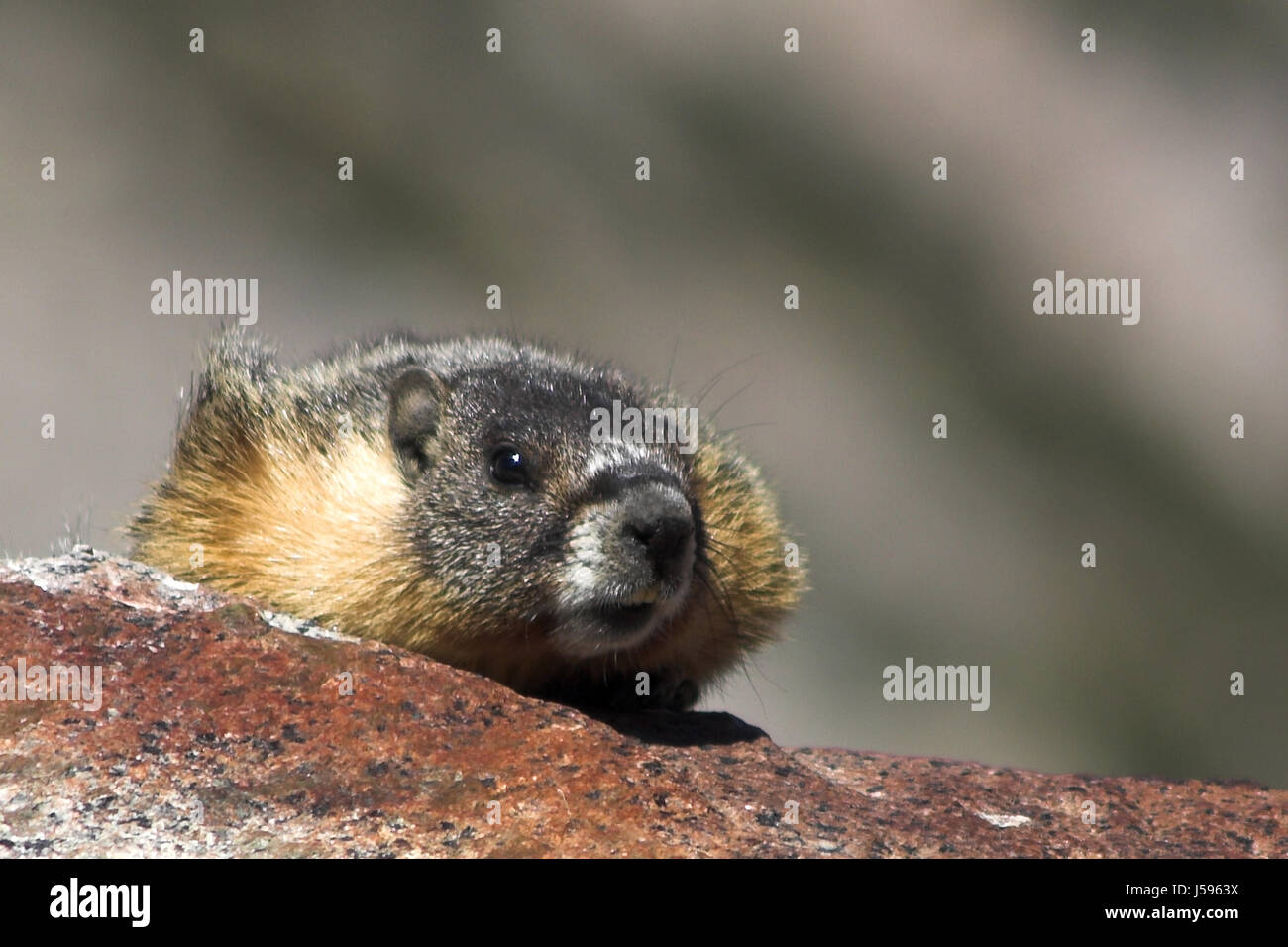 in the wild Stock Photo - Alamy
